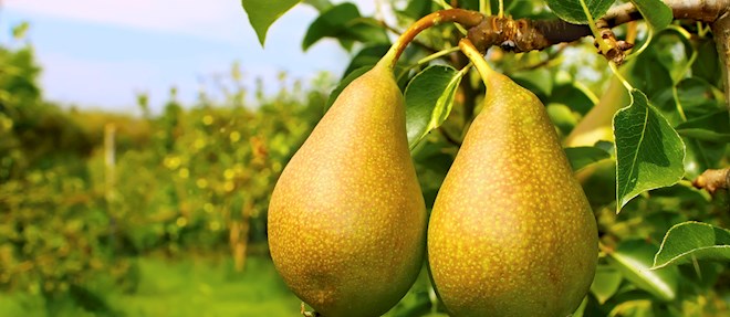 European Pears: 15 Pear Types in Europe | TasteAtlas