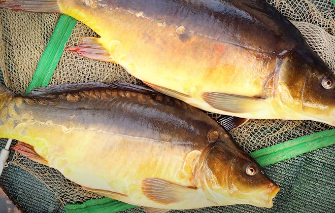 European Freshwater Fish: 31 Freshwater Fish Types in Europe | TasteAtlas