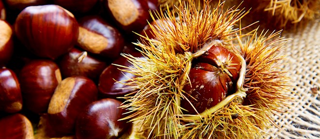 Chestnuts of the World: 20 Chestnuts Types | TasteAtlas