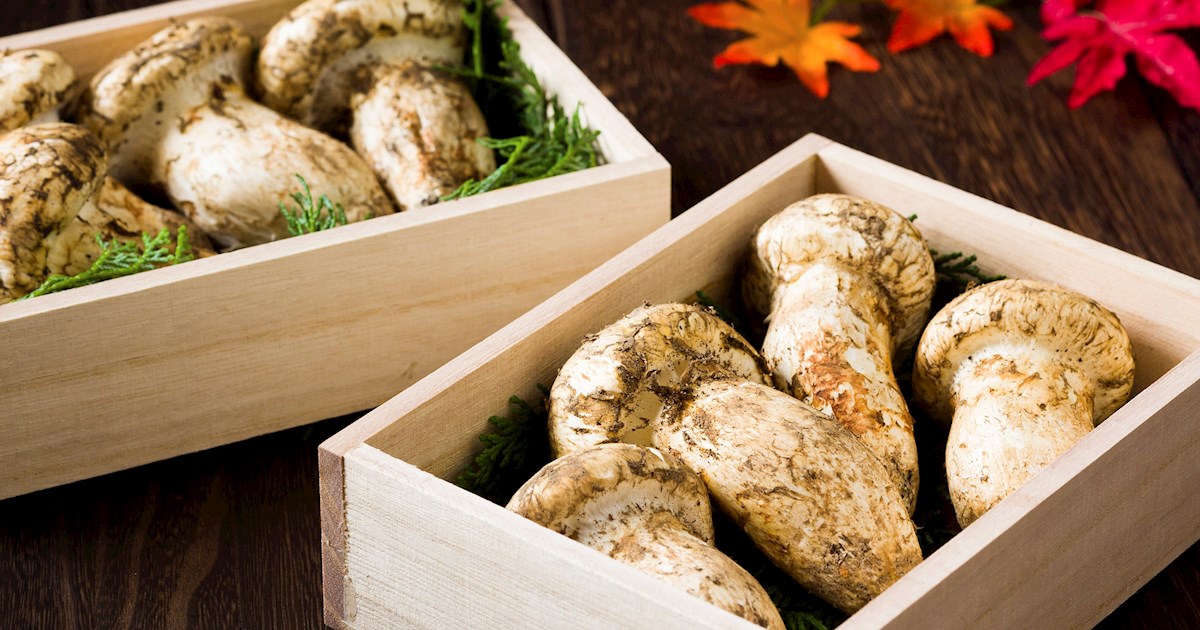 Asian Fungi: 100 Best Fungi, Fungus Types, Dishes with Fungus