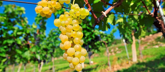 French Berries: 4 Berries Types in France | TasteAtlas