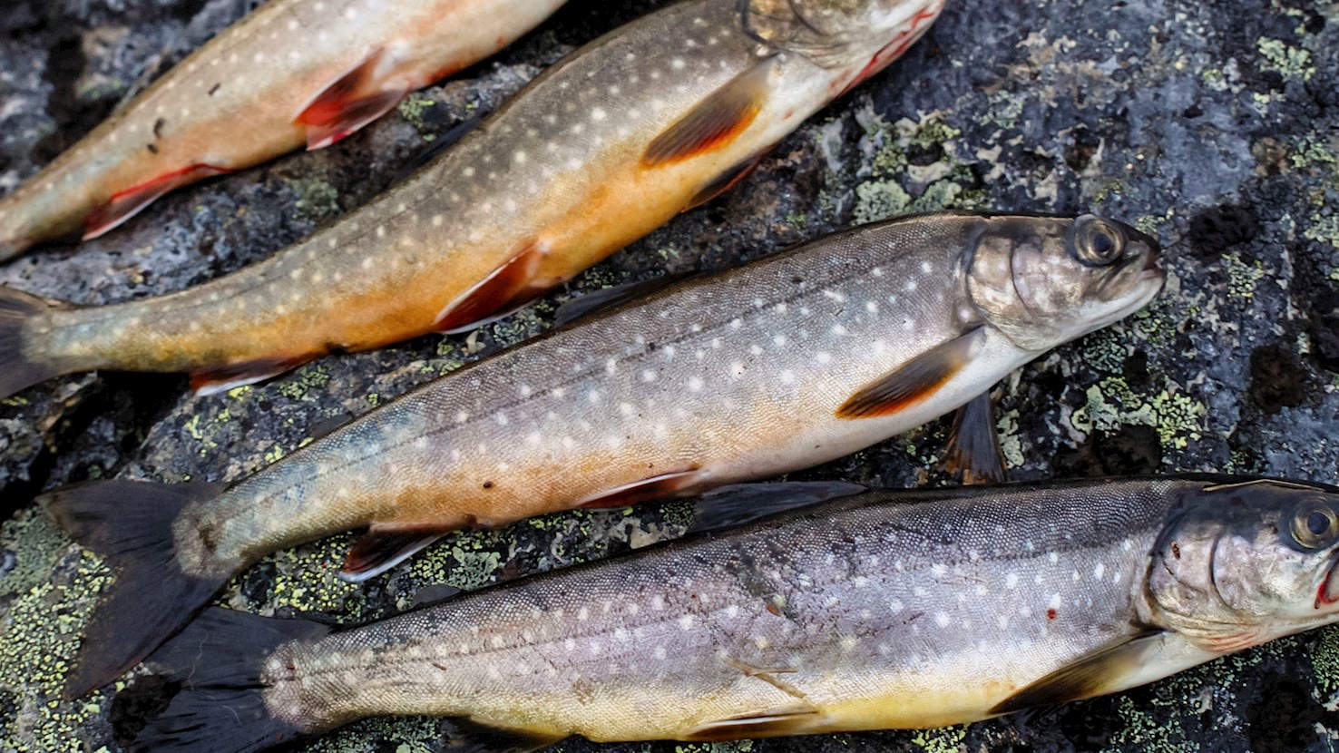 3 Best Freshwater Fishes in Italy - TasteAtlas
