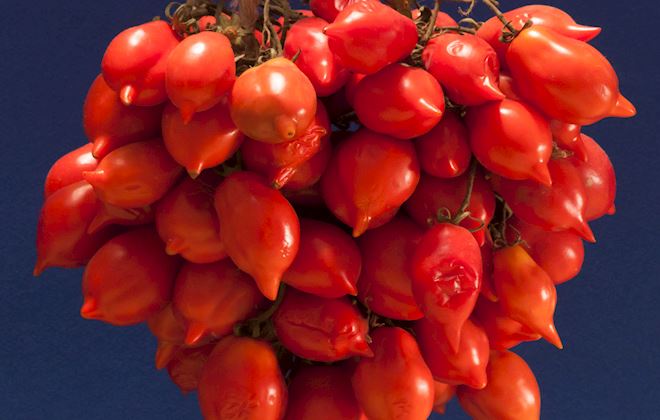 Italian Vegetables: 48 Vegetable Types in Italy | TasteAtlas