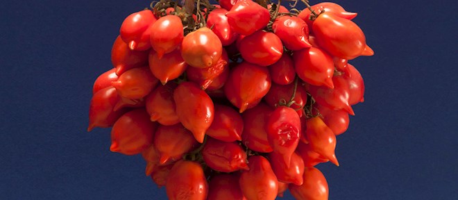 Italian Tomatoes: 21 Tomato Types in Italy | TasteAtlas