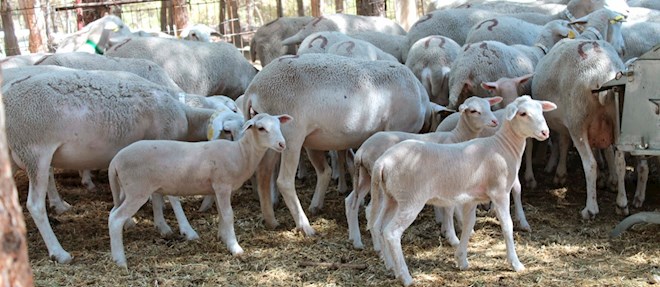Lambs of the World: 49 Lamb Types | TasteAtlas