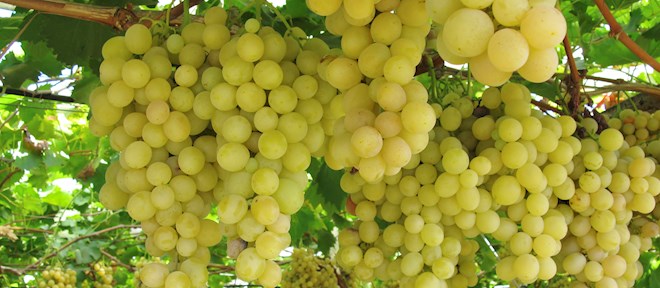 Italian Fruits: 42 Fruit Types in Italy | TasteAtlas