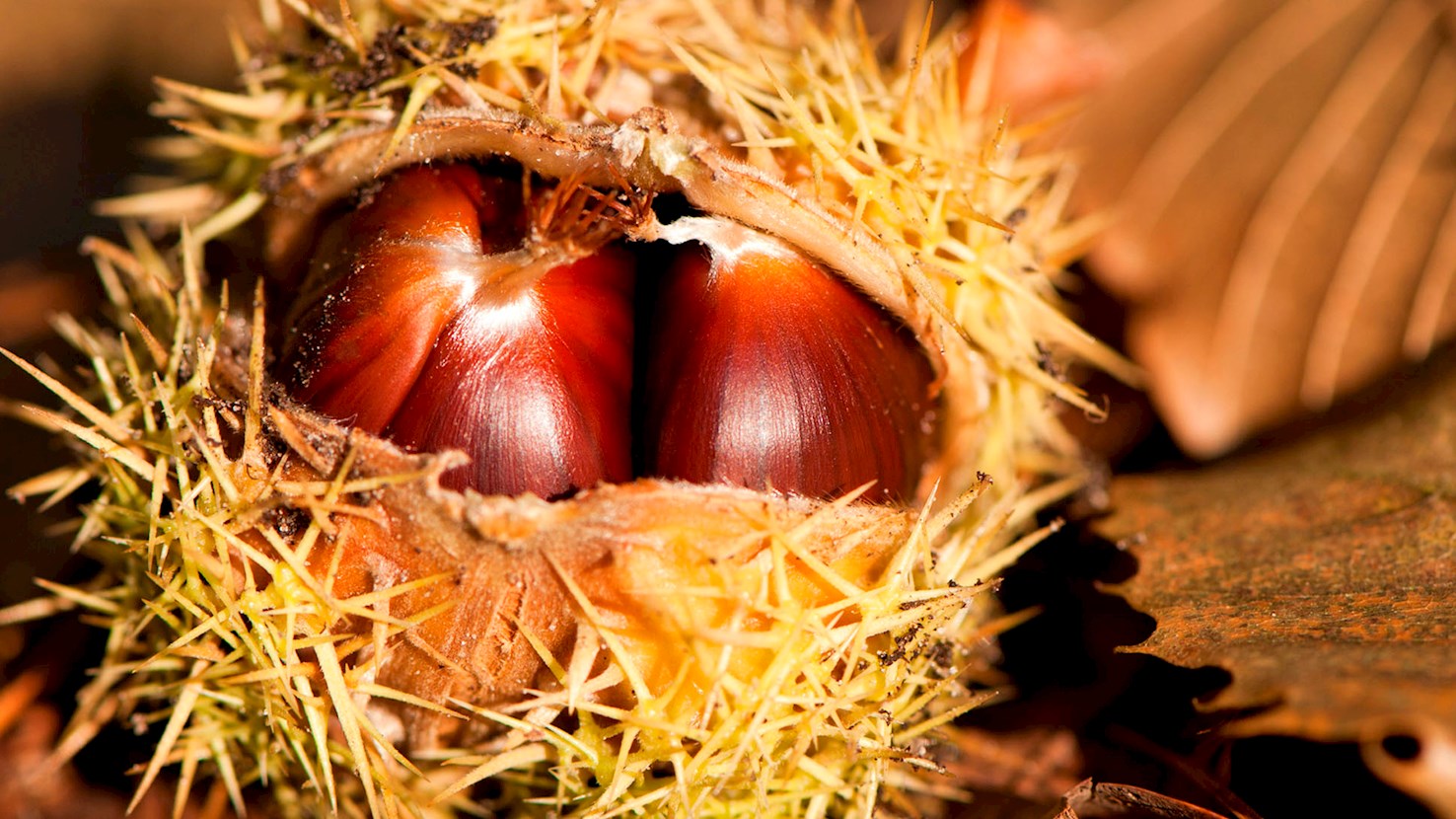21 Best Chestnuts in the World - TasteAtlas