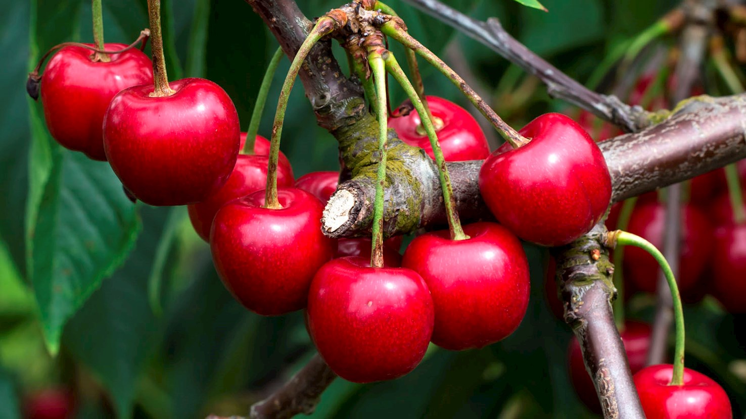 4 Best Cherries in Italy - TasteAtlas