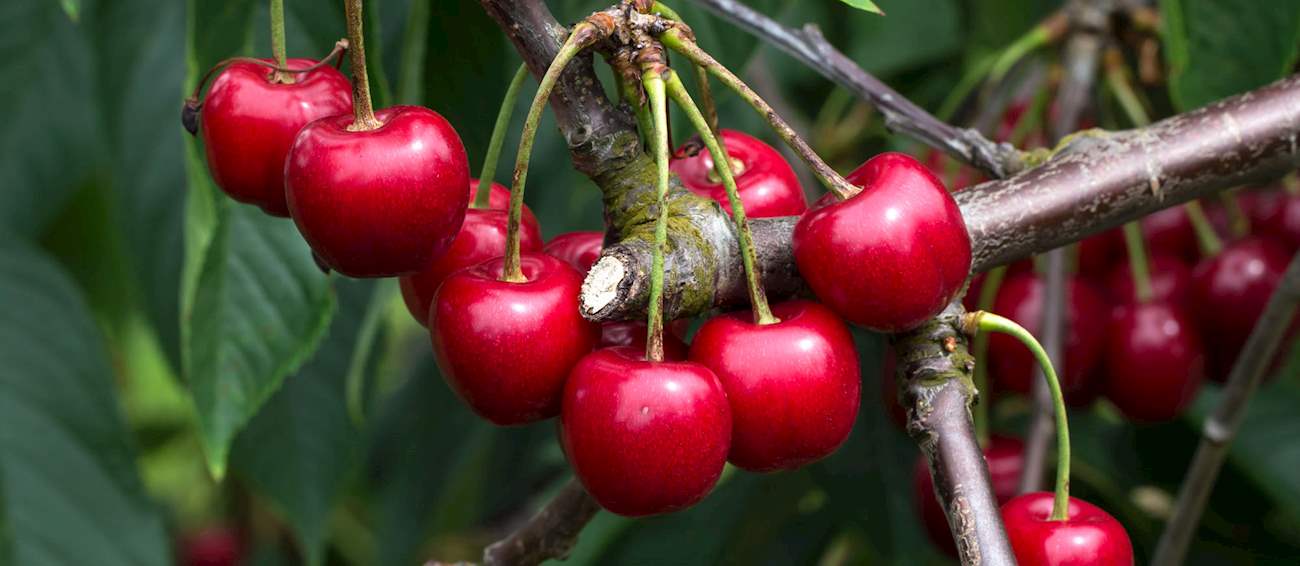 Ciliegia Dell’Etna | Local Cherries From Metropolitan City of Catania ...