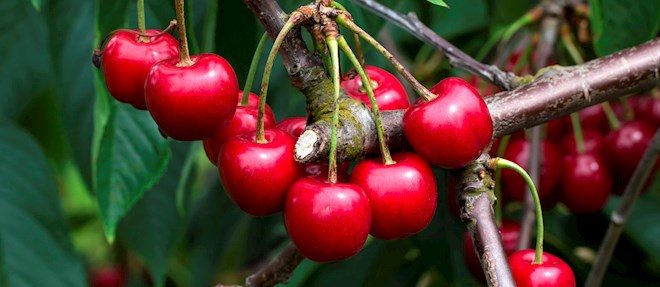Cherries of the World: 17 Cherries Types | TasteAtlas