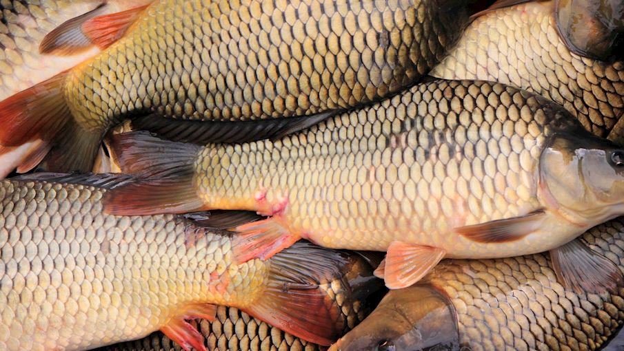 56 Best Freshwater Fishes in the World - TasteAtlas