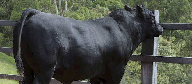 Portuguese Beef Cattle Breeds: 13 Beef Cattle Breed Types in Portugal ...