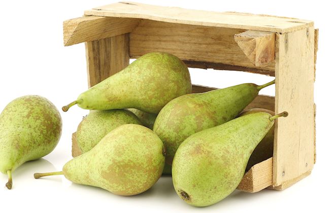 Pears of the World: 8 Pear Types | TasteAtlas