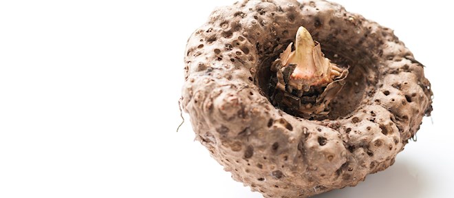 Tubers of the World: 82 Tuber Types | TasteAtlas