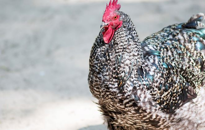Poultries of the World: 52 Poultry Types | TasteAtlas