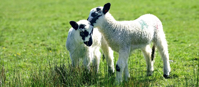 Lambs of the World: 49 Lamb Types | TasteAtlas