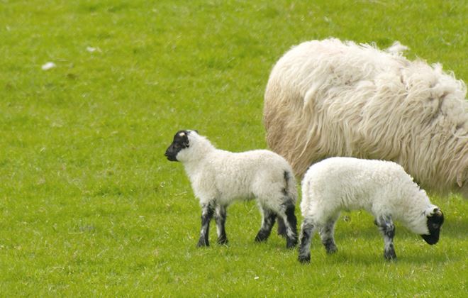 Lambs of the World: 46 Lamb Types | TasteAtlas
