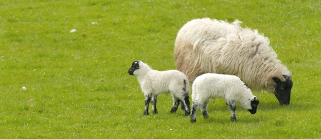 Lambs of the World: 49 Lamb Types | TasteAtlas