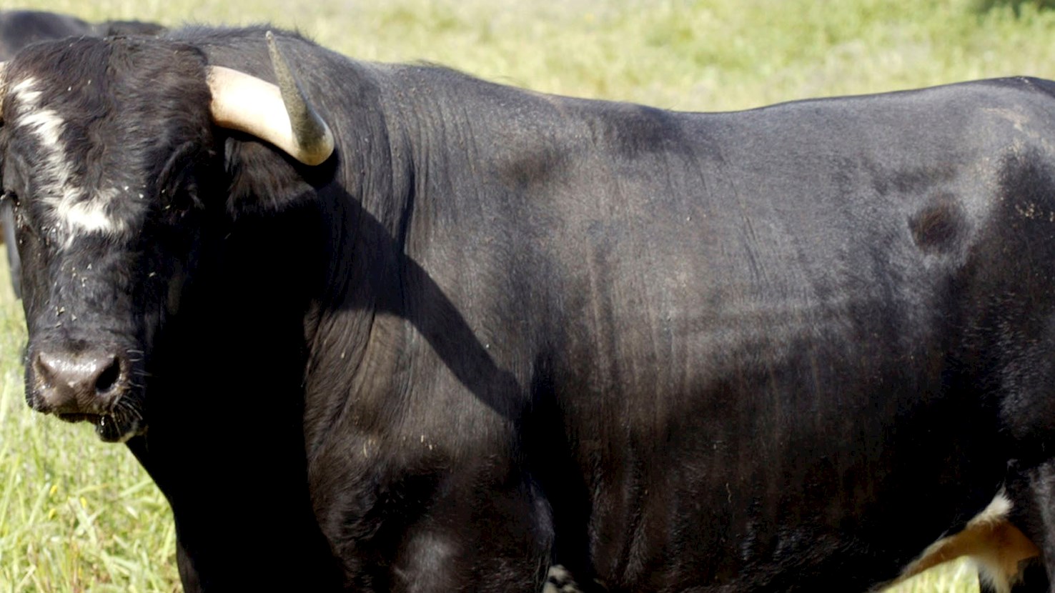 11 Best Beef Cattle Breeds in Spain - TasteAtlas