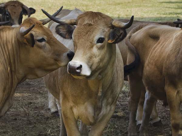 13 Best Beef Cattle Breeds in Portugal - TasteAtlas