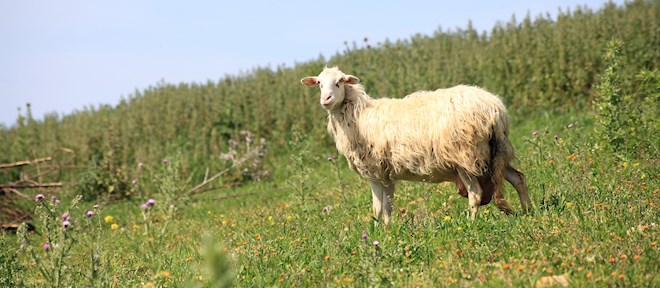 Lambs of the World: 49 Lamb Types | TasteAtlas