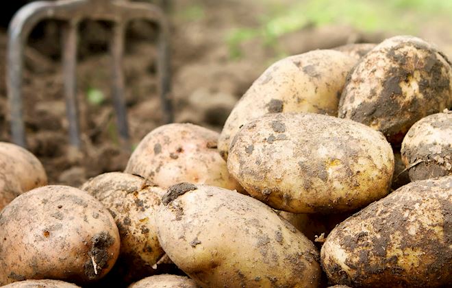 European Vegetables: 162 Vegetable Types in Europe | TasteAtlas