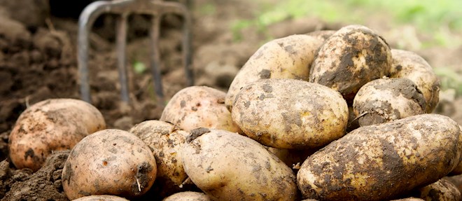European Potatoes: 42 Potato Types in Europe | TasteAtlas