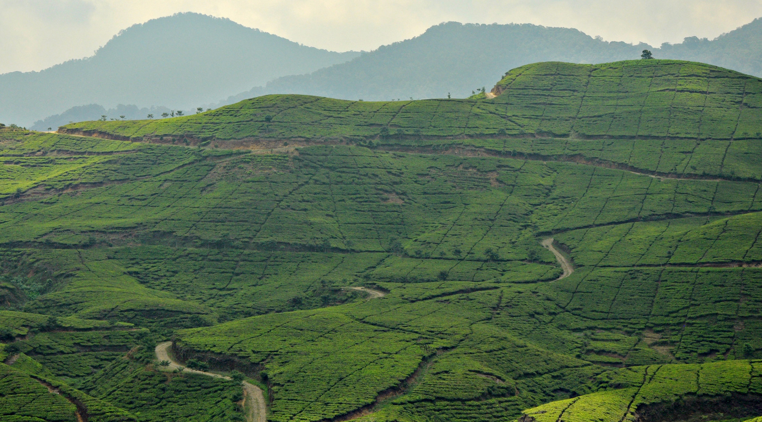 Eat Local in West Java