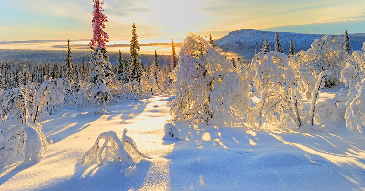 Eat Local in Norrbotten County - TasteAtlas