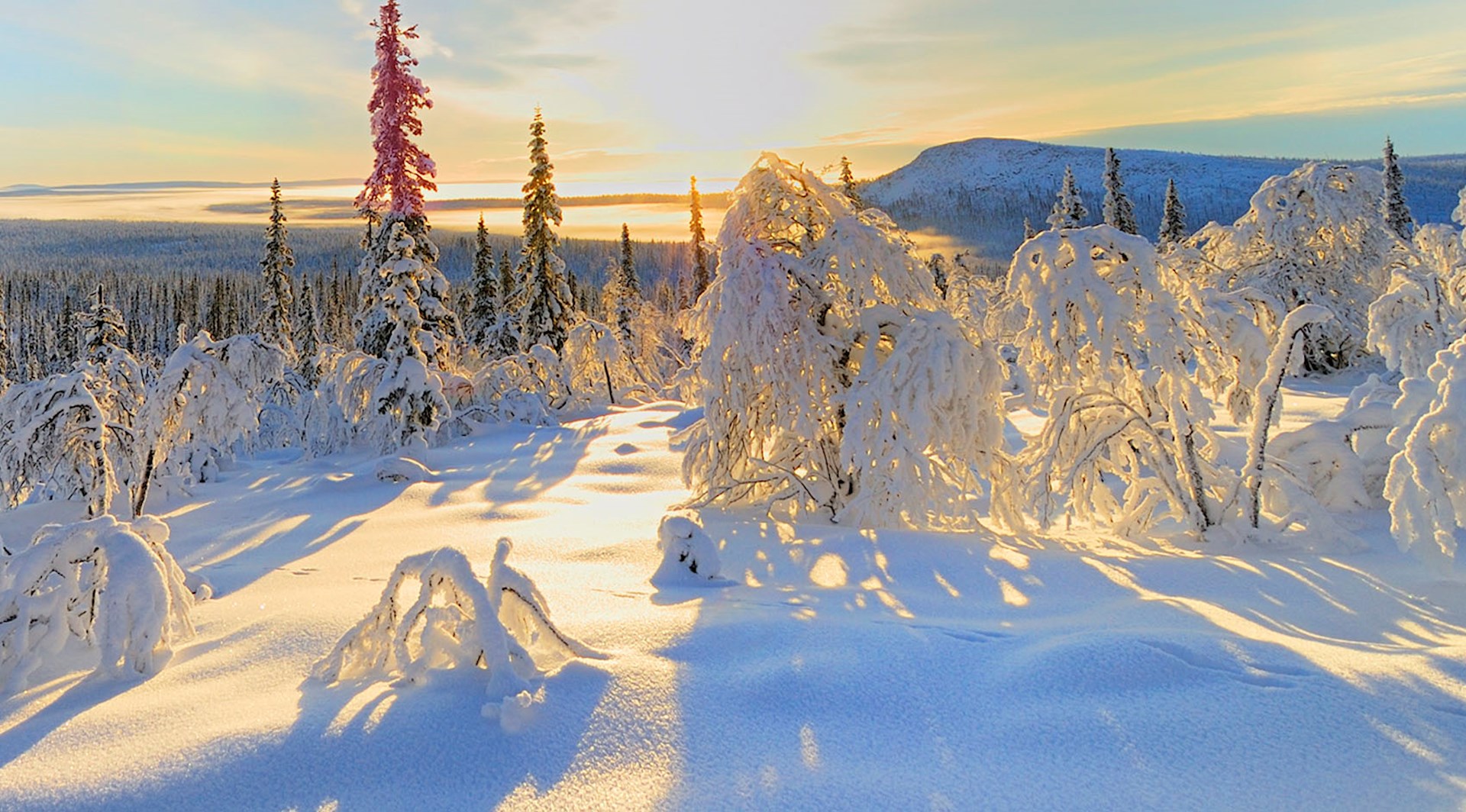 Eat Local in Norrbotten County - TasteAtlas