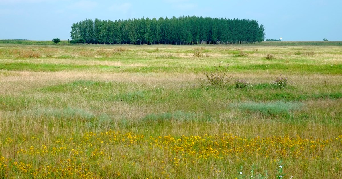 Eat Local in North Banat District