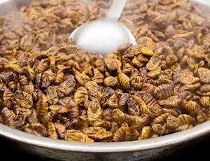 World Insect Dish Map | 20 World Insect Dishes | TasteAtlas