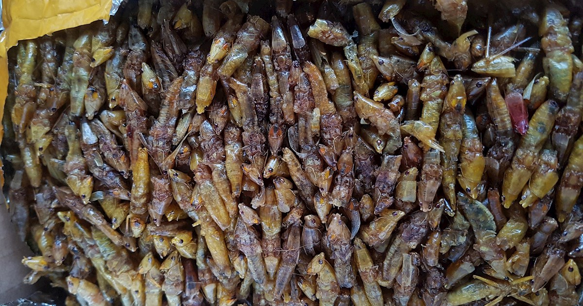 Nsenene | Traditional Insect Dish From Uganda