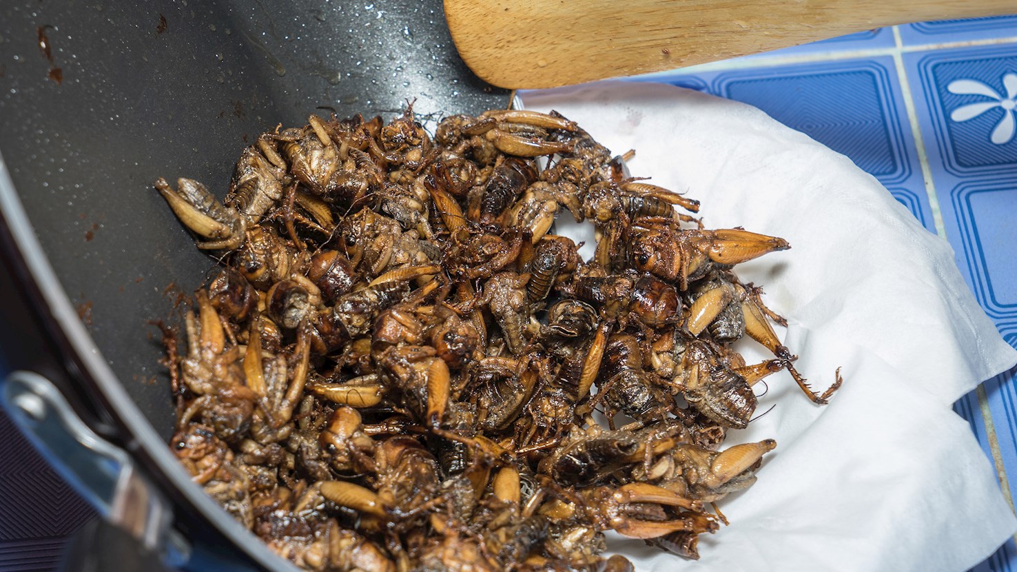 4 Best Insect Dishes in Africa - TasteAtlas