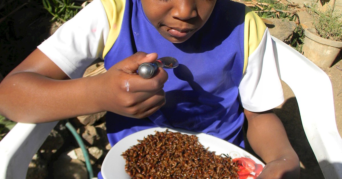 Nswaa | Traditional Insect Dish From Uganda