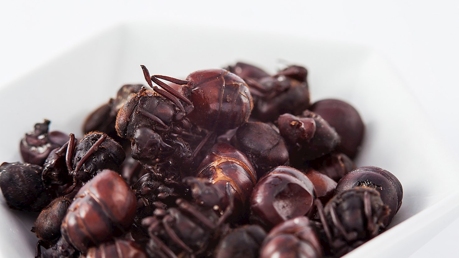 Top 8 Mexican Insect Dishes - TasteAtlas