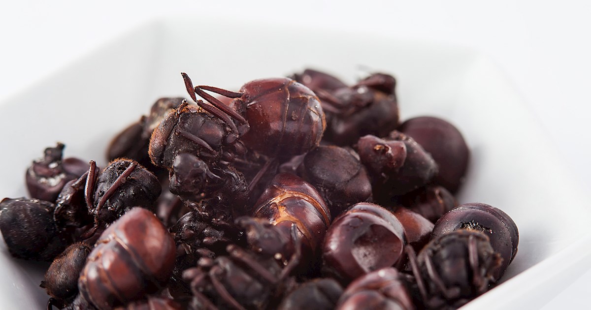 Chicatanas | Traditional Insect Dish From Oaxaca, Mexico