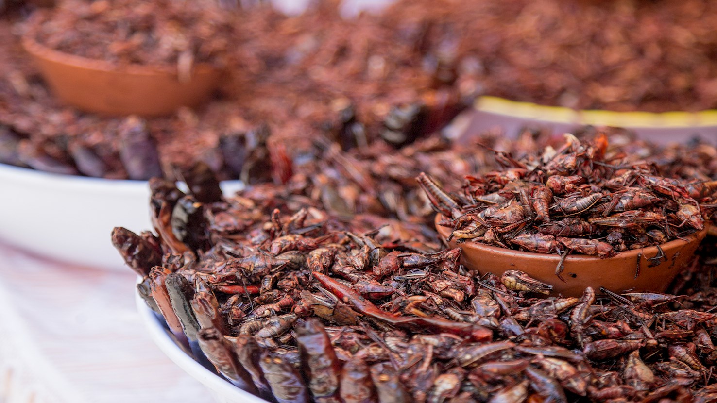Top 8 Mexican Insect Dishes - TasteAtlas