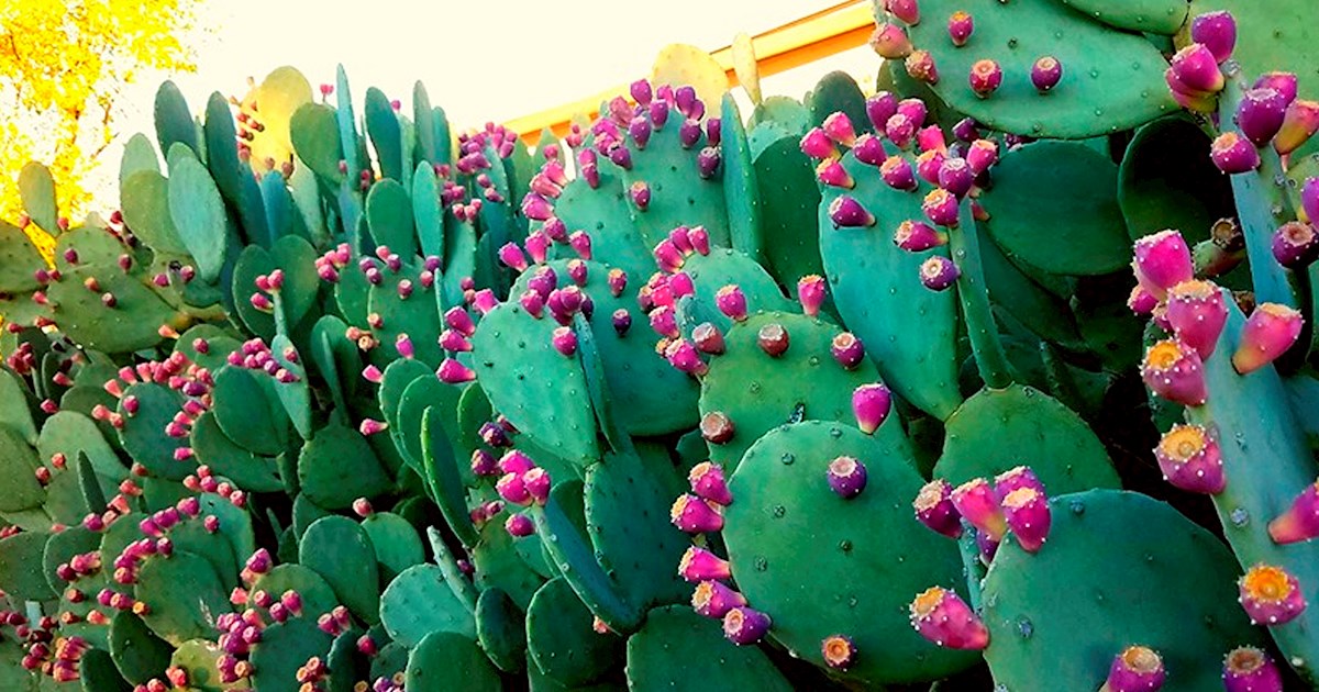Prickly Pear Festival Tucson | Fruit festival in Tucson | Where? What ...