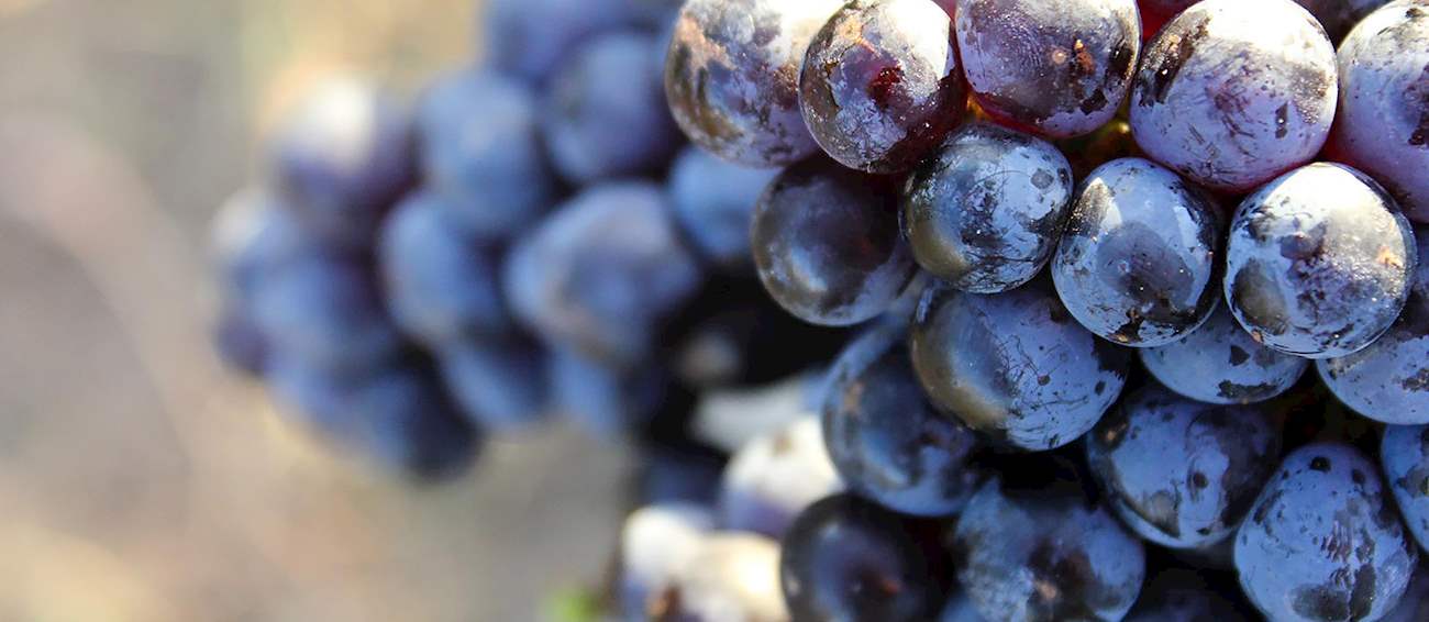 Grapevine GrapeFest | Wine festival in Grapevine | Where? What? When?