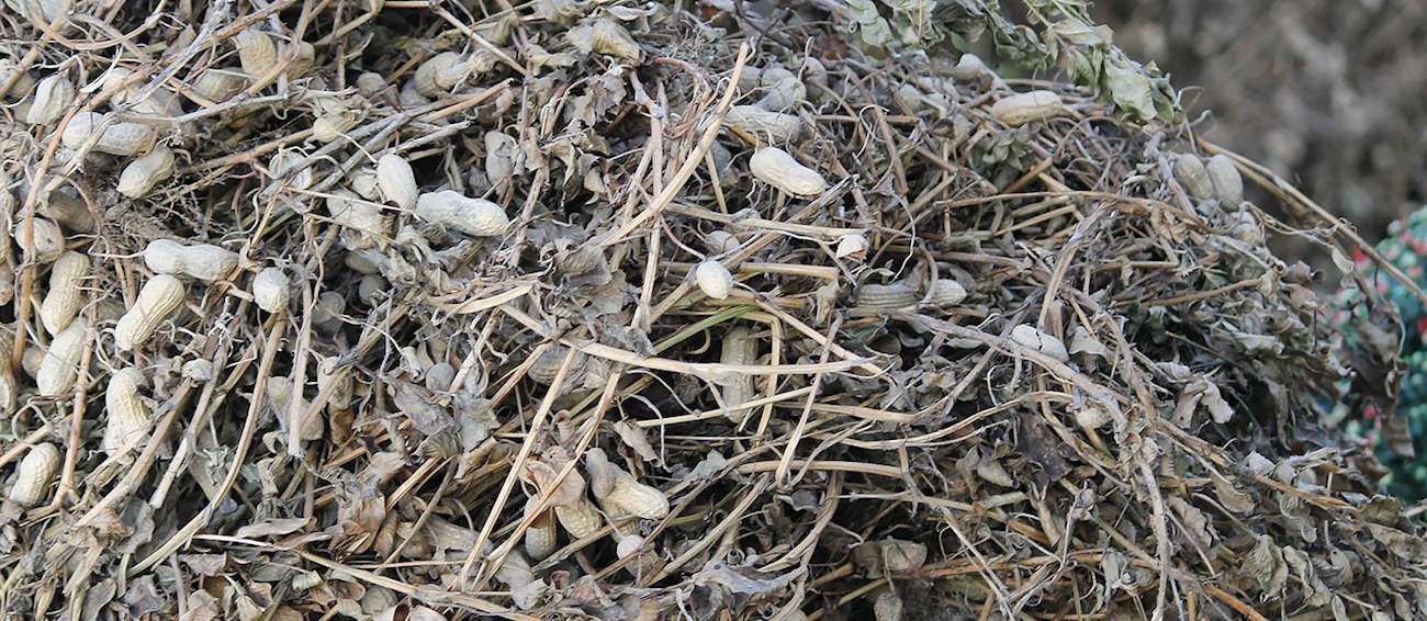 Suffolk Peanut Festival | Vegetable festival in Suffolk | Where? What ...