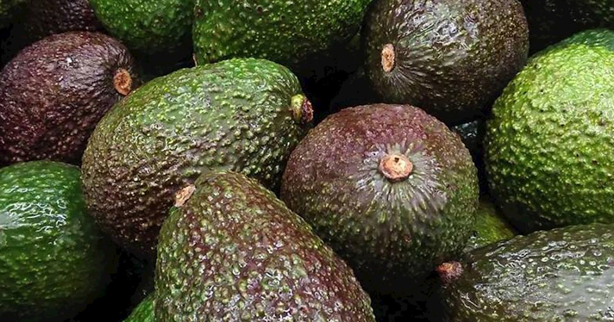 Fallbrook Avocado Festival | Fruit festival in Fallbrook | Where? What ...