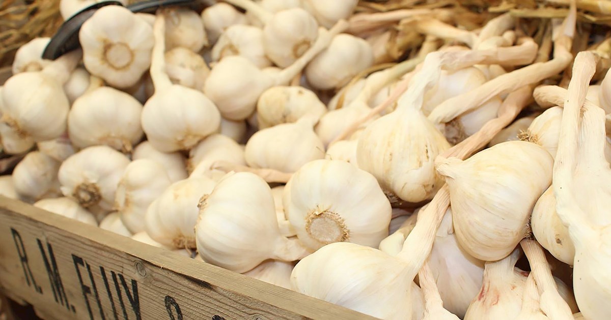 The Isle of Wight Garlic Festival | Vegetable festival in Sandown ...