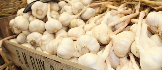 European Garlic: 13 Garlic Types in Europe | TasteAtlas