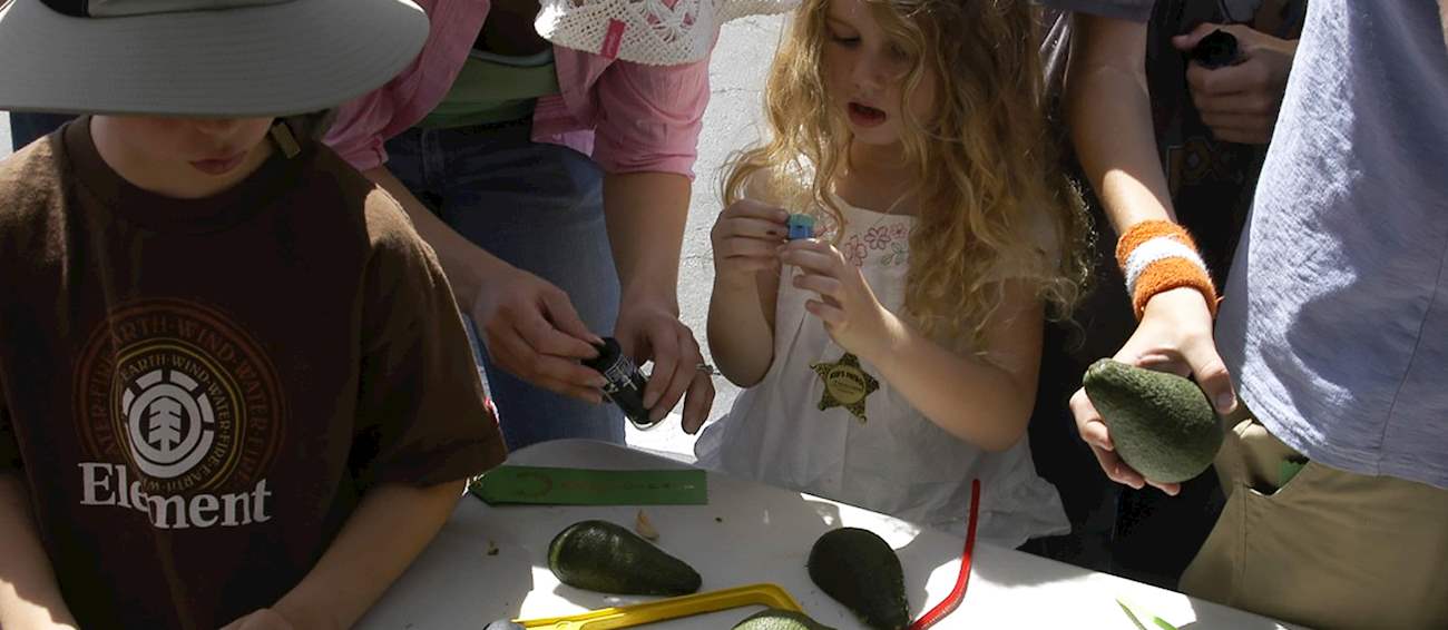 Fallbrook Avocado Festival | Fruit festival in Fallbrook | Where? What ...