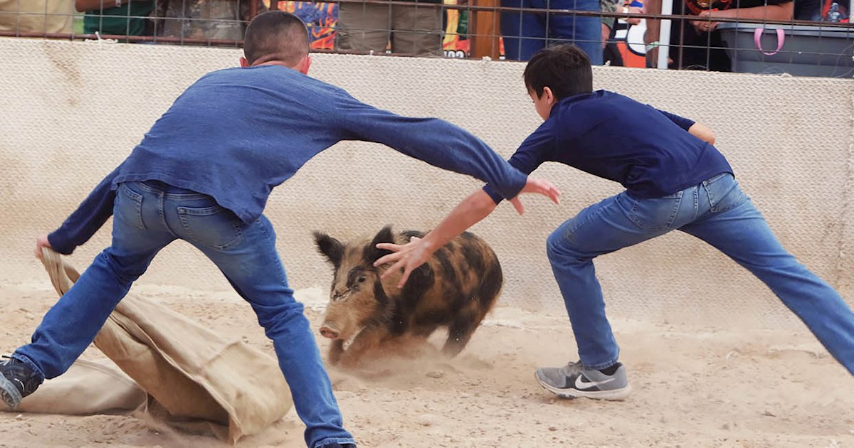Wild Hog Explosion! | Meat festival in Bandera | Where? What? When?