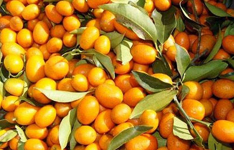 Koum Kouat Kerkyras | Local Kumquat From Corfu, Greece