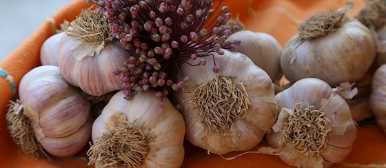 European Garlic: 13 Garlic Types in Europe | TasteAtlas