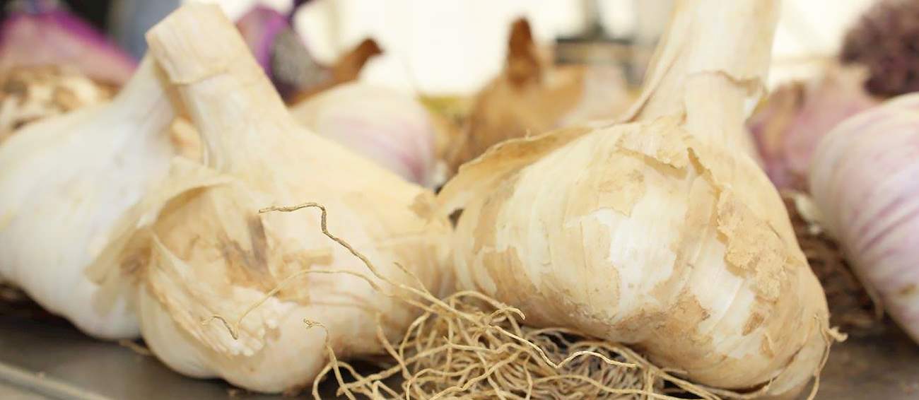 The Isle of Wight Garlic Festival | Vegetable festival in Sandown ...