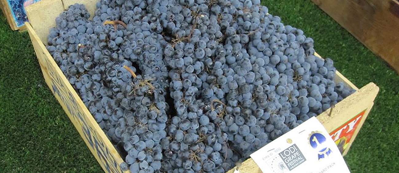 Lodi Grape Festival | Fruit festival in Lodi | Where? What? When?